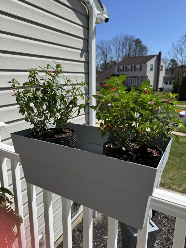 Proven Winners Multicolor Vermillionaire Large Firecracker Plant ...