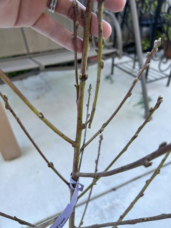 Online Orchards Cold Hardy Peach Tree (Prunus persica) - Self ...