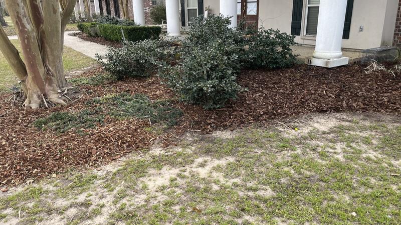 Timberline 2-cu ft All Natural Pine Bark Mulch 52055475 at Lowes.com