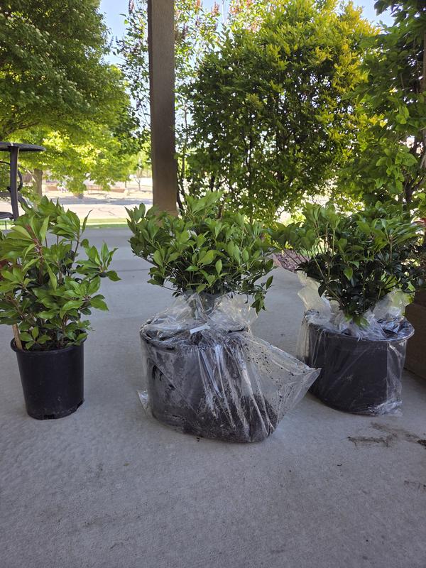 White Mountain Fire Pieris Accent Shrub in 2.25-Gallon Pot O593003 at ...
