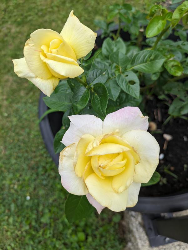 Spring Hill Nurseries Yellow Flowering Peace Hybrid Tea Rose 1 Pack in ...