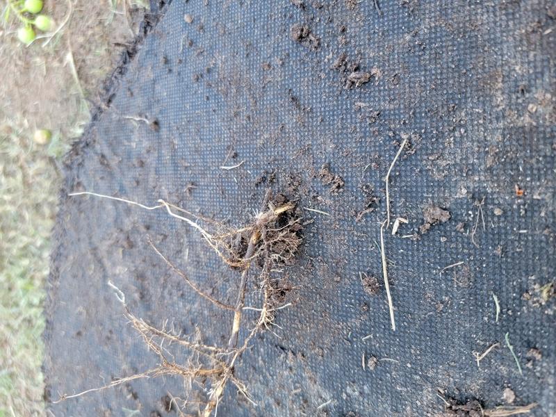 Rubberific Red Recycled Rubber 24-in Tree Ring DCTR24RD3 at Lowes.com