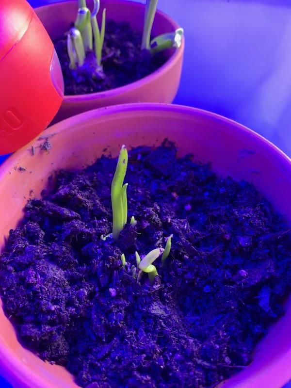 GARLIC REGULAR PBS NURSERY at Lowes.com