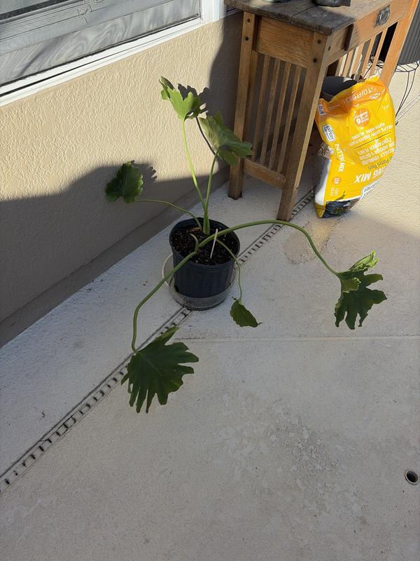 Lowe's 2 -Gallon Hope Philodendron in the Shrubs department at Lowes.com