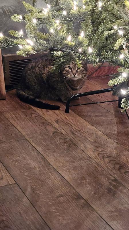 SMARTCORE Ultra Blue Ridge Pine Brown 12-mil Waterproof Interlocking ...