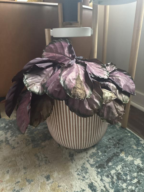 allen + roth Round 11.81-in W x 12.0-in L Multiple colors/finishes ...