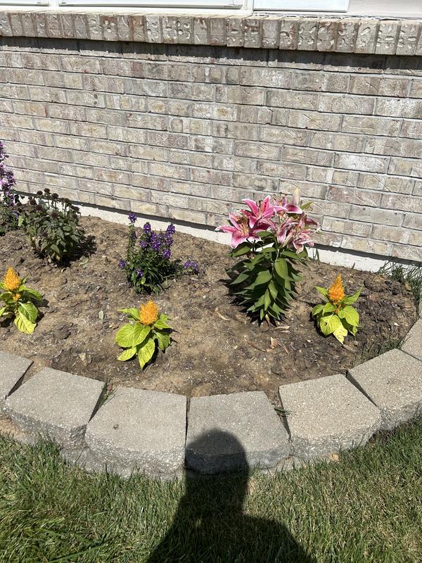 Lowe's 1 Gallon(s) Multicolor Celosia in the Annuals department at ...