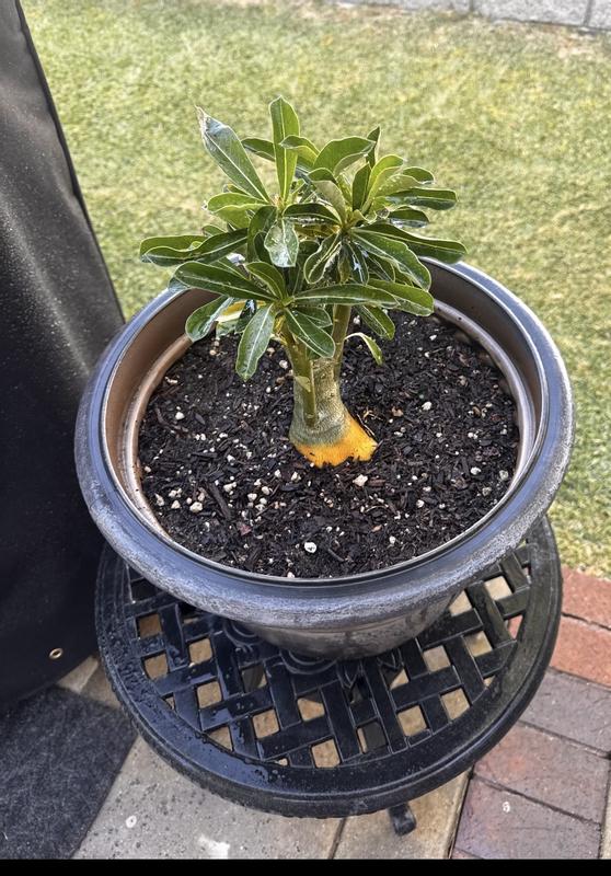 Altman Plants 1 -Pack Adenium Desert Rose in 1 -Gallon Pot in the ...