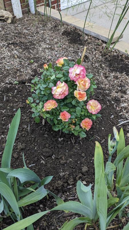 Altman Plants Multicolor True Bloom Sincerity Rose 8-Quart in Pot ...