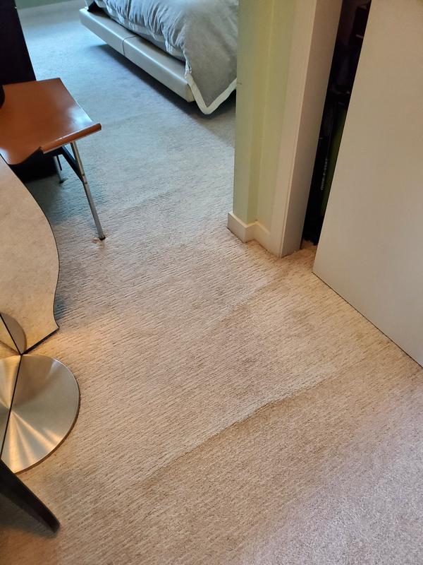 STAINMASTER (Sample) Essentials Fashion Style Ancestral Haze Textured ...