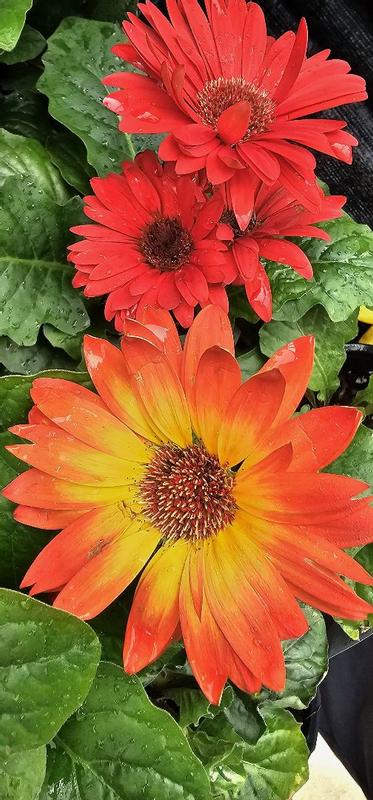 Lowe's 1.5 Gallon(s) Assorted colors African Daisy Hanging Basket 1 ...