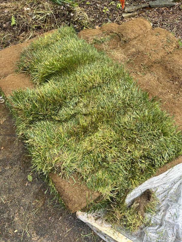 Harmony Outdoor Brands 500-sq ft Natural Fescue Sod Pallet at Lowes.com