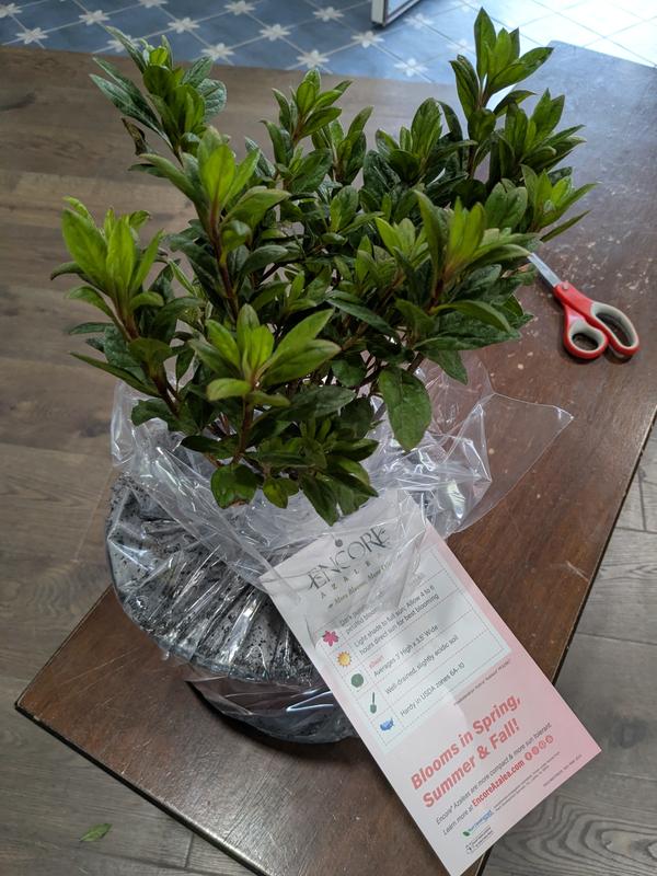 Encore Azalea Purple Autumn Majesty Azalea Flowering Shrub in 1-Gallon ...
