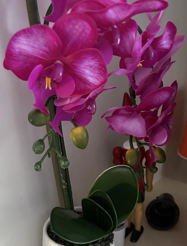 allen + roth 19-in Pink, Green, White Indoor Desktop Orchid Artificial ...