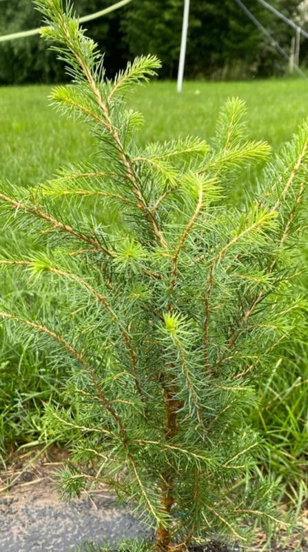 Spring Hill Nurseries Serbian Spruce Evergreen Foundation/Hedge Shrub ...