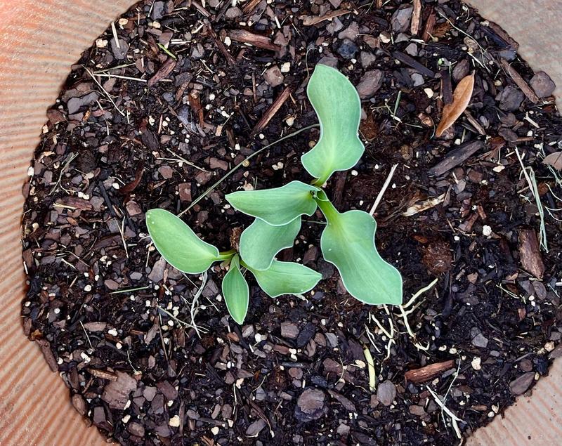 Gardens Alive! Colossal Blue Hosta Perennial Plants Plant Bareroot ...