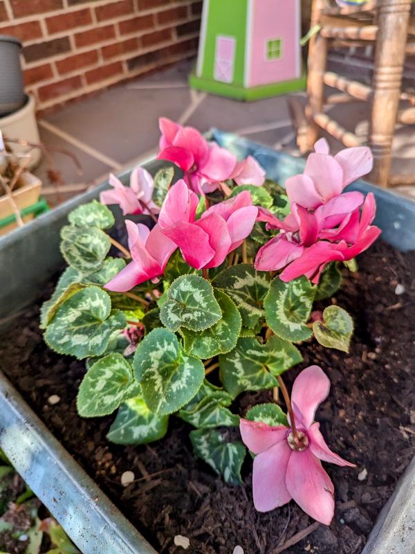 Monrovia Multicolor Alpine Violet in 2 Quart(s) Pot 1 -Pack in the ...