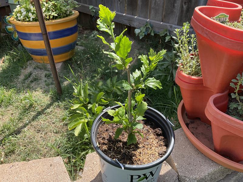 Proven Winners Blue Azurri Blue Satin Rose Of Sharon (Hibiscus ...