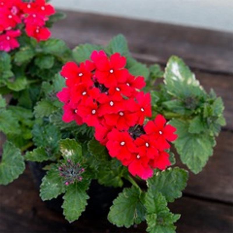 Lowe's Red Verbena in 1-Pint Pot NURSERY at Lowes.com