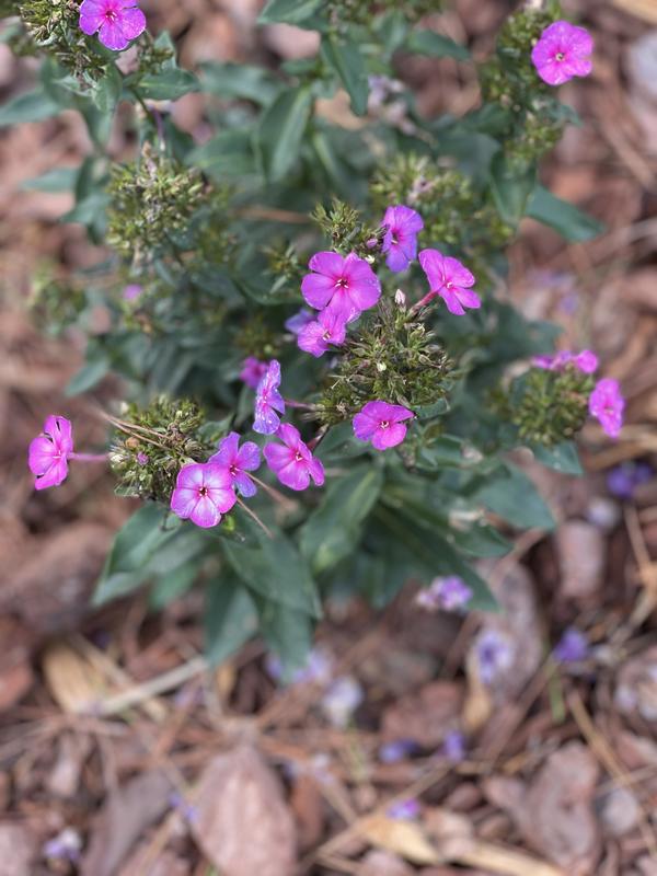 2 -Quart Pink Scarlet Flame Creeping Phlox 1 -Pack - Low Maintenance in ...