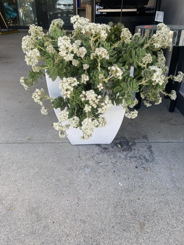 Square 13.5-in W x 18.5-in H Off-white Ceramic Planter 12133WT-2 at ...