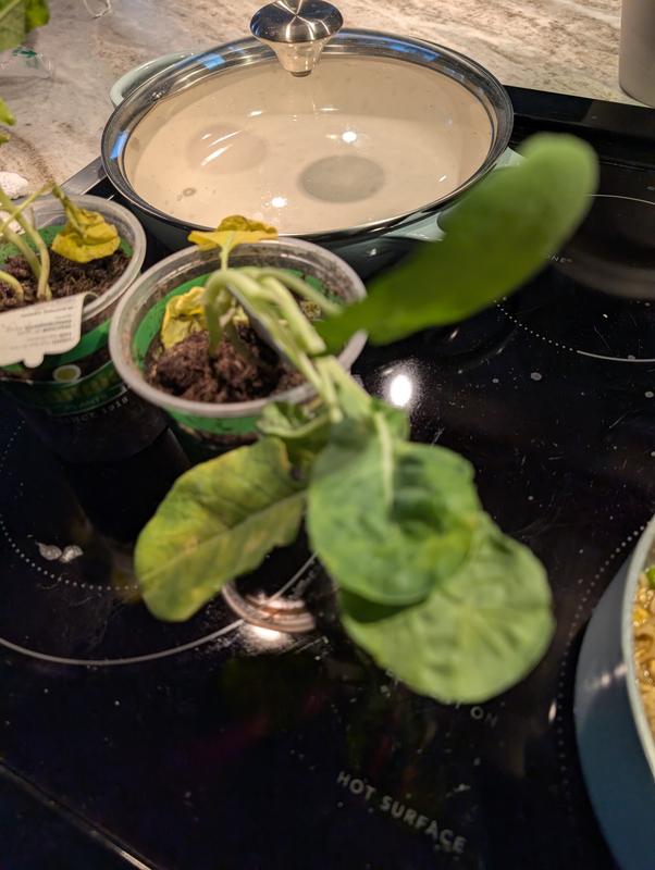 Bonnie Plants Lieutenant Broccoli Pot Plant 201998 at Lowes.com