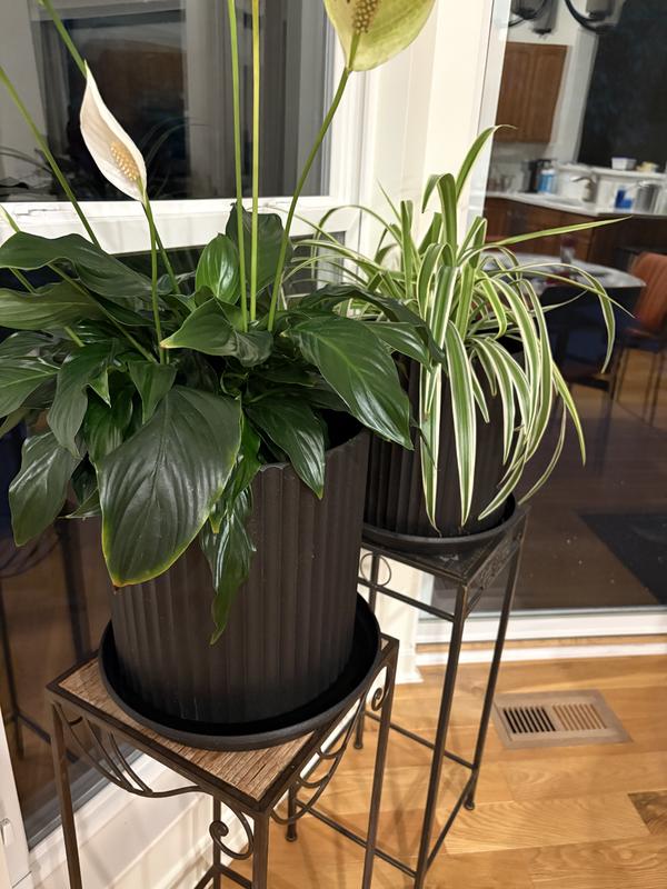 Veradek Round 11.25-in W Medium Black Plastic Indoor/Outdoor Planter ...