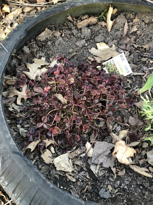Lowe's 2-Quart Clover in Pot 443408 at Lowes.com