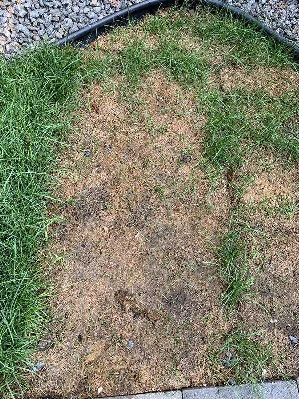 Harmony Home Bluegrass Sod Piece - High Insect & Disease Resistance ...