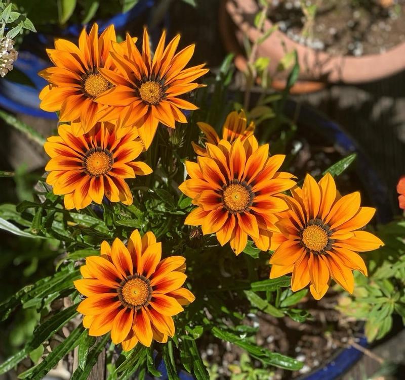 Lowe's 1.25 -Quart Gazania Pot in the Trees department at Lowes.com