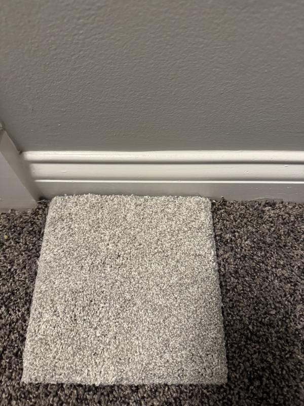 STAINMASTER (Sample) 8-in x 8-in Welcome Retreat I Stone Crest Gray 43. ...