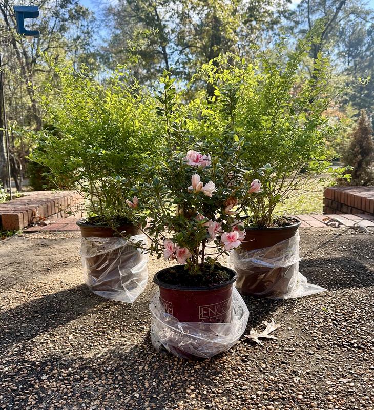 Encore Azalea Red Autumn Sunset Azalea Flowering Shrub in 1-Gallon Pot ...