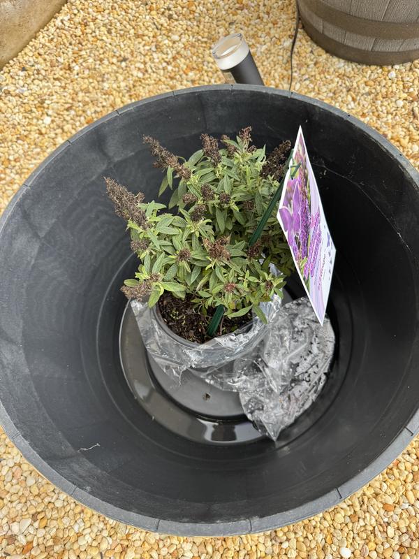 Flowerwood Purple Little Grape Butterfly Bush Flowering Shrub in 2.5 ...