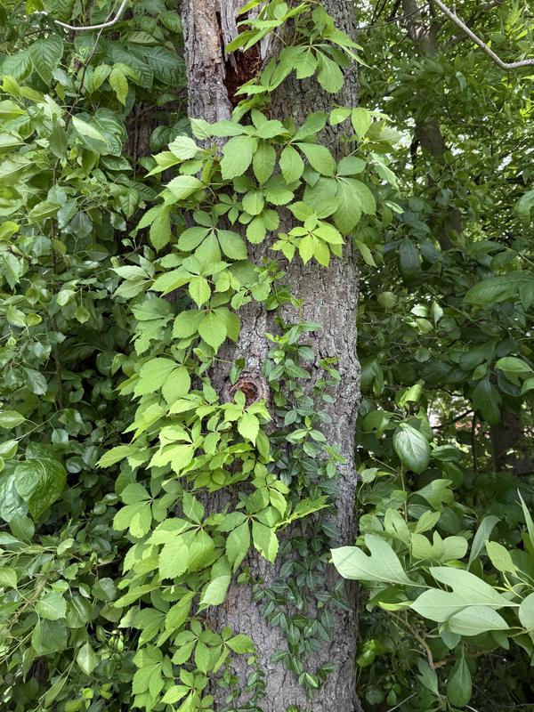 Roundup Poison Ivy Plus Tough Brush Killer2 32-oz Concentrated Brush ...