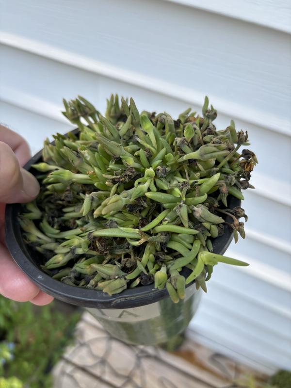 Monrovia Red Ice Plant in 1-Quart Pot 5-Pack 78500 at Lowes.com