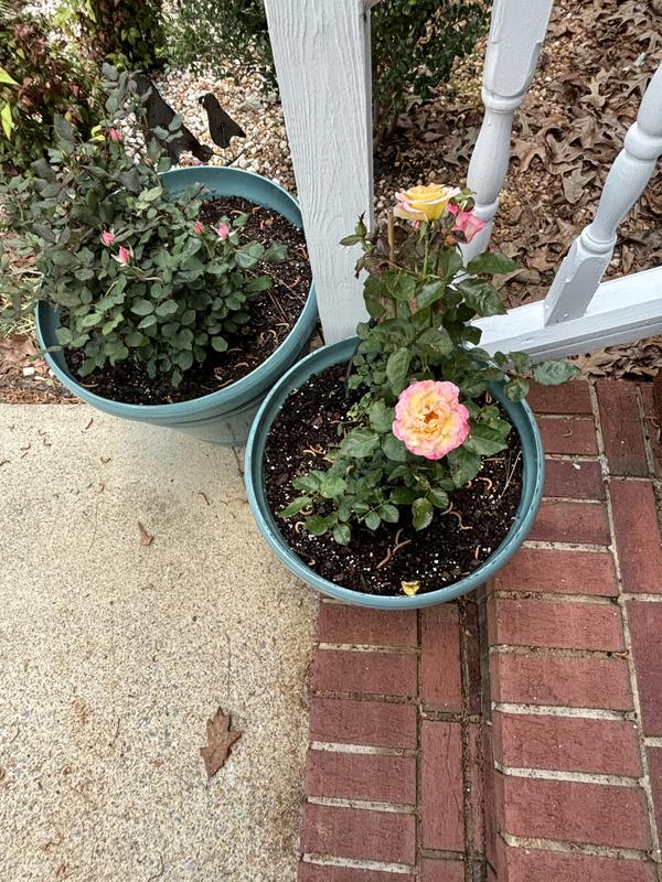 Altman Plants Multicolor True Bloom Sincerity Rose 8-Quart in Pot ...