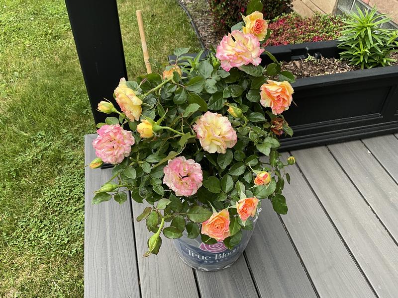 Altman Plants Multicolor True Bloom Sincerity Rose 8-Quart in Pot ...