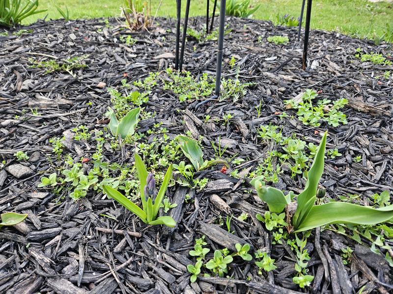 Preen 2-cu ft Black Pine Mulch Plus Weed Control Mulch in the Bagged ...