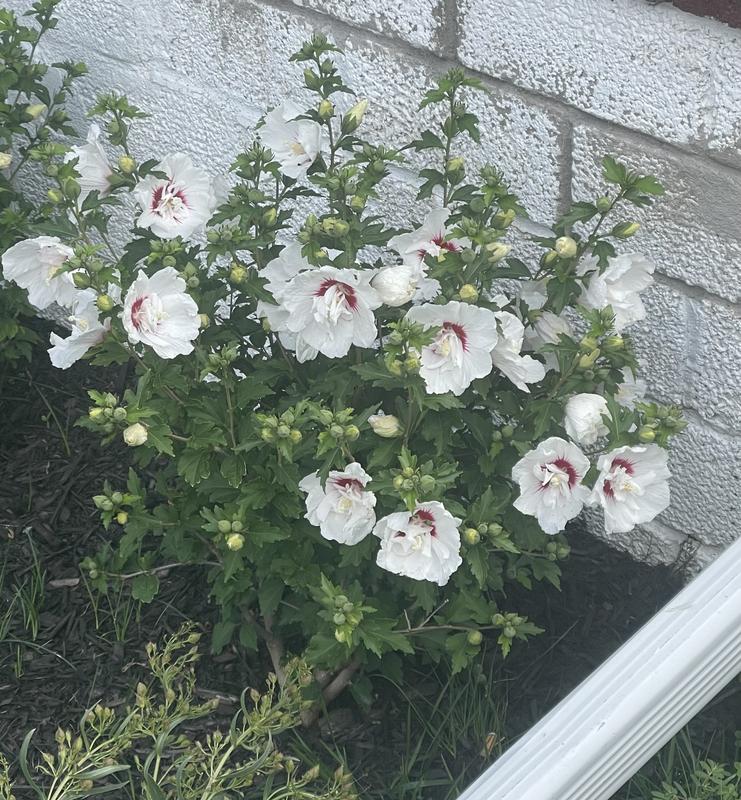 Lowe's Pink Bali Hibiscus Flowering Shrub in 2-Gallon Pot NURSERY at ...