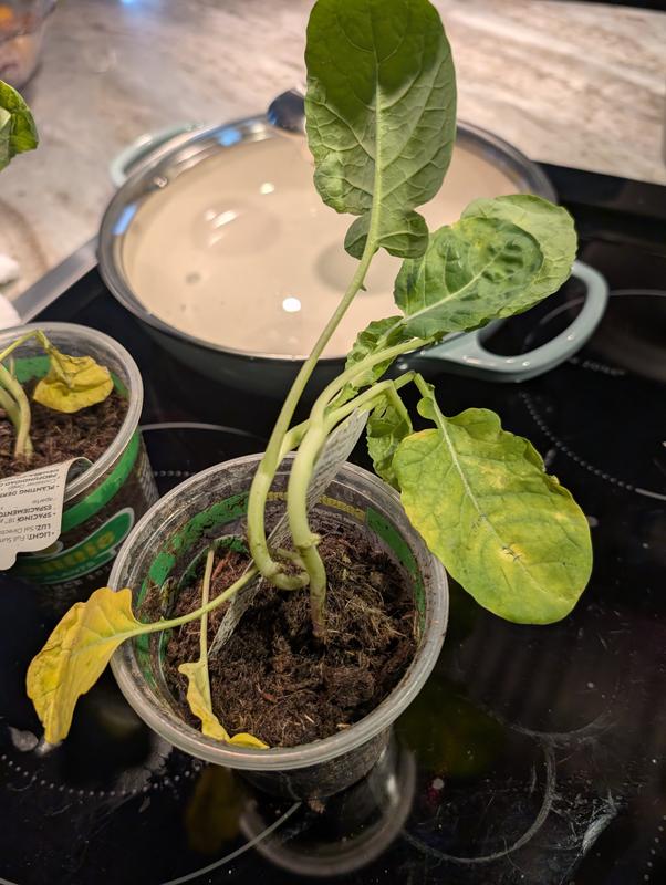 Bonnie Plants Lieutenant Broccoli Pot Plant 201998 at Lowes.com