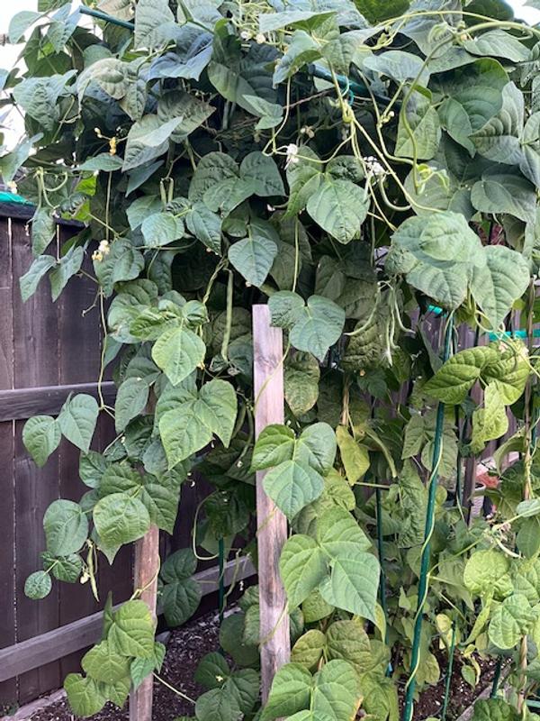 Gardener's Blue Ribbon 72-in Powder-coated Galvanized Steel Wire Square Tomato Cage TMC80 at ...