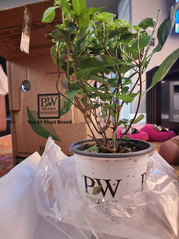 Proven Winners Multicolor Limelight Prime Panicle Hydrangea (Paniculata ...