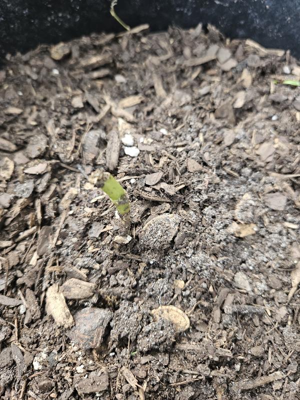 Garden State Bulb Pink Beauty Hydrangea Flowering Shrub in 1 Pack(s ...