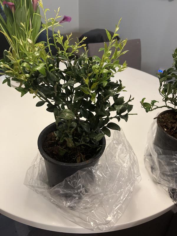 Fragrant Sweet Box Feature Shrub in 2.5 -Quart Pot 1 -Pack in the ...