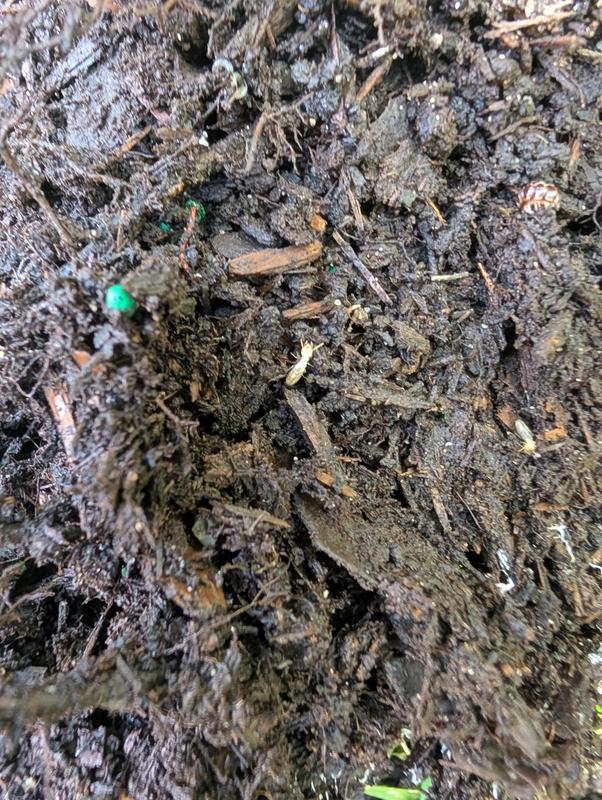 Sta-Green 2 Cubic feet Tree and shrub Garden soil in the Soil ...