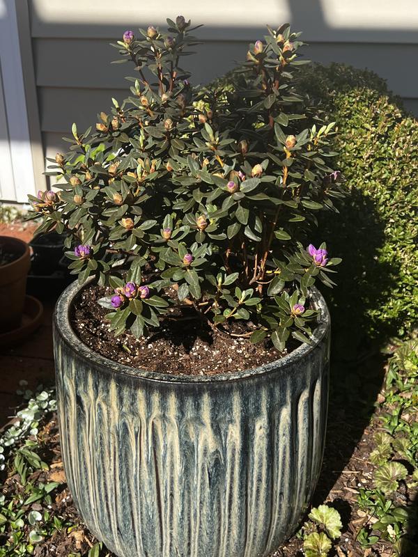 Monrovia Purple Ramapo Rhododendron Flowering Shrub in 2.6-Quart Pot ...
