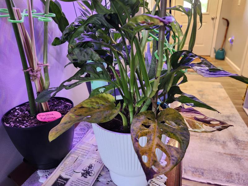 Costa Farms Monstera Deliciosa House Plant in 10-in Pot L-PMV-S-NCP-01 ...