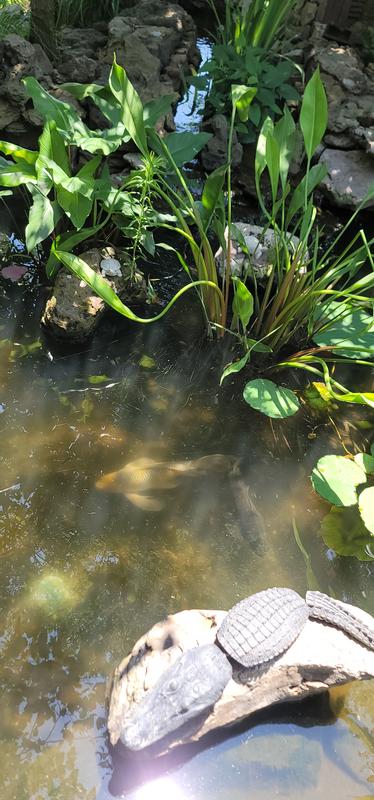 pond boss The Block Pond Tabs Bacteria 5 Pound(s) in the Pond Cleaners ...