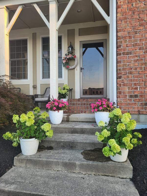 Proven Winners 2 -Gallon Hardy Hydrangea Flowering Shrub with ...