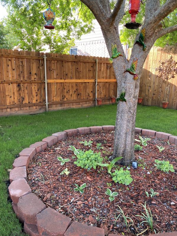 Harmony Outdoor Brands 500-sq ft Natural Bermuda Sod Pallet BERM500DCOM ...